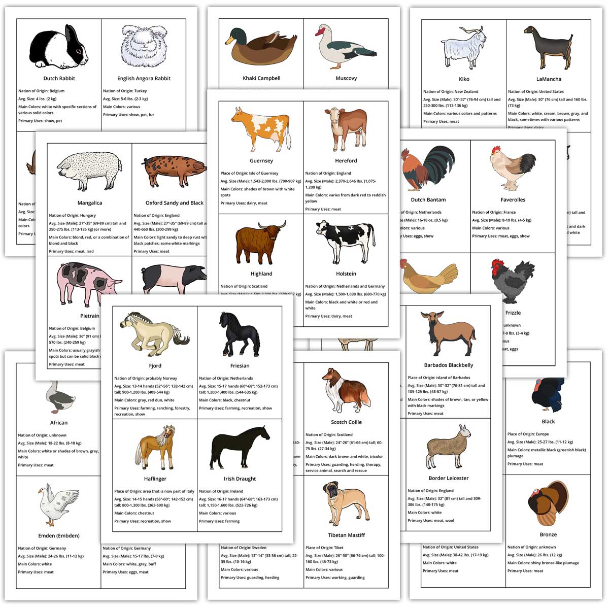 Farm Animal Fact Cards Mega Bundle - Daily Skill Building